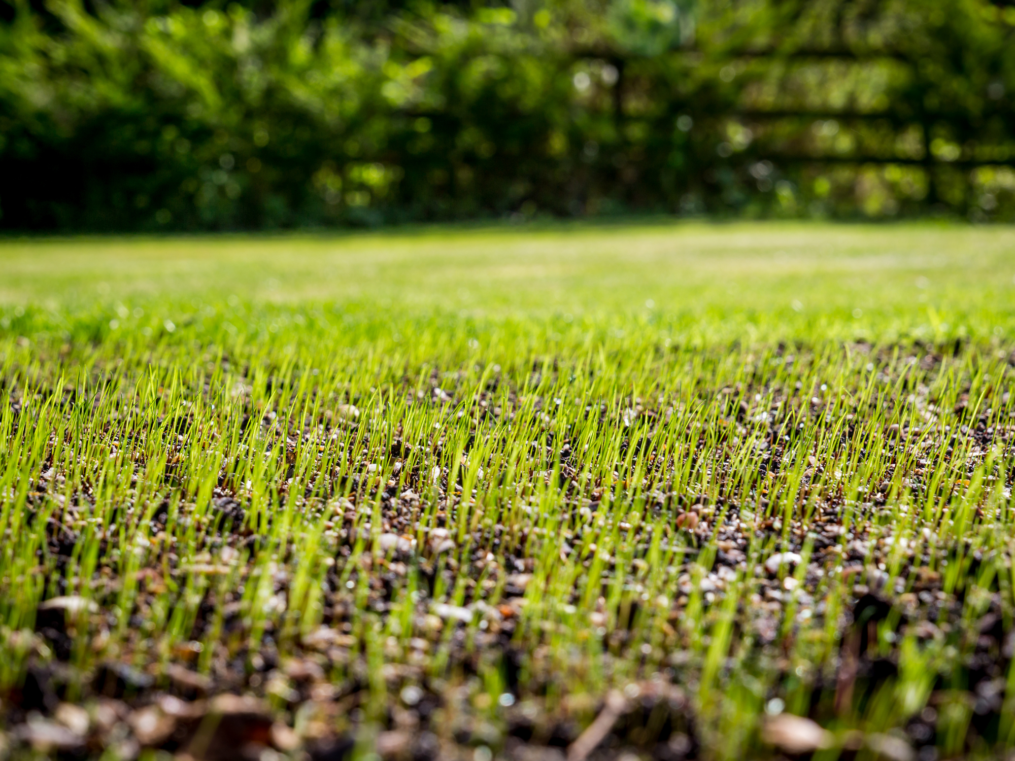 The Process of Grass Germination – Growforge
